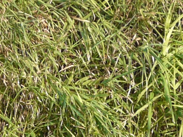 tall grass texture 0026 - Texturelib